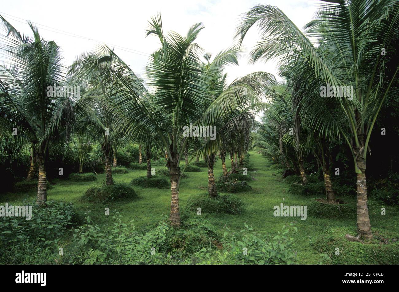 Coconut palm plantations cocos nucifera immagini e fotografie stock ad ...