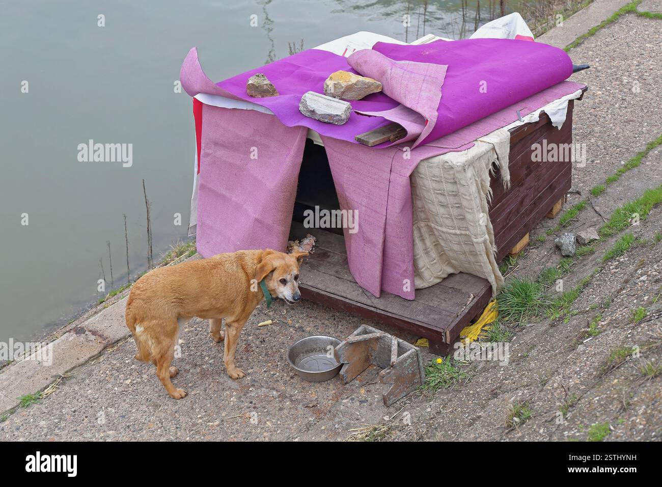 Rifugio per cani randagi immagini e fotografie stock ad alta ...