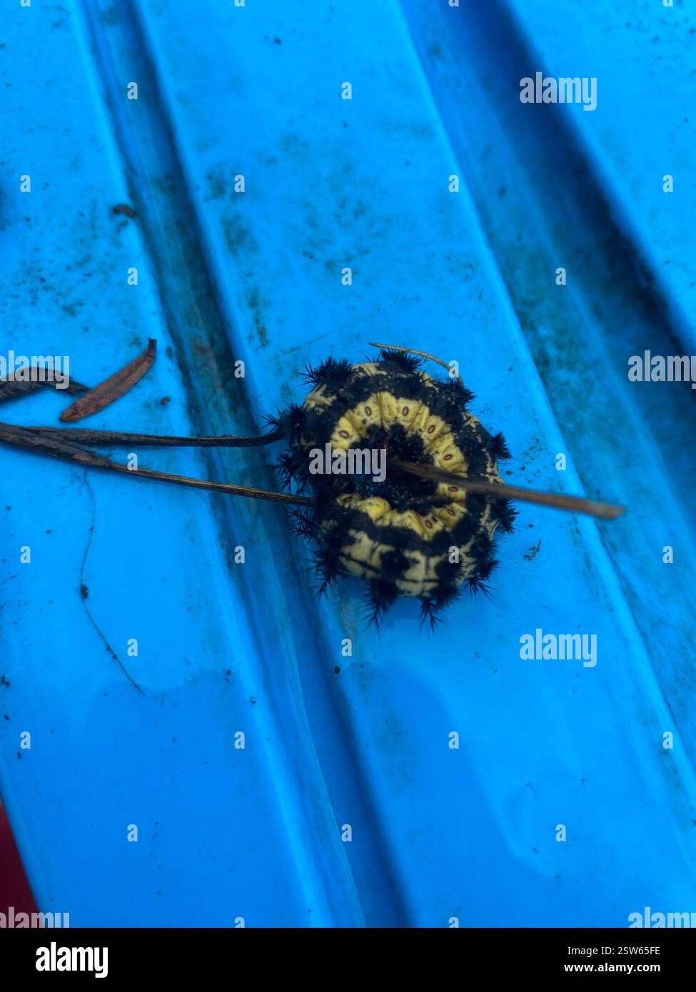 Hemileuca nevadensis immagini e fotografie stock ad alta risoluzione ...