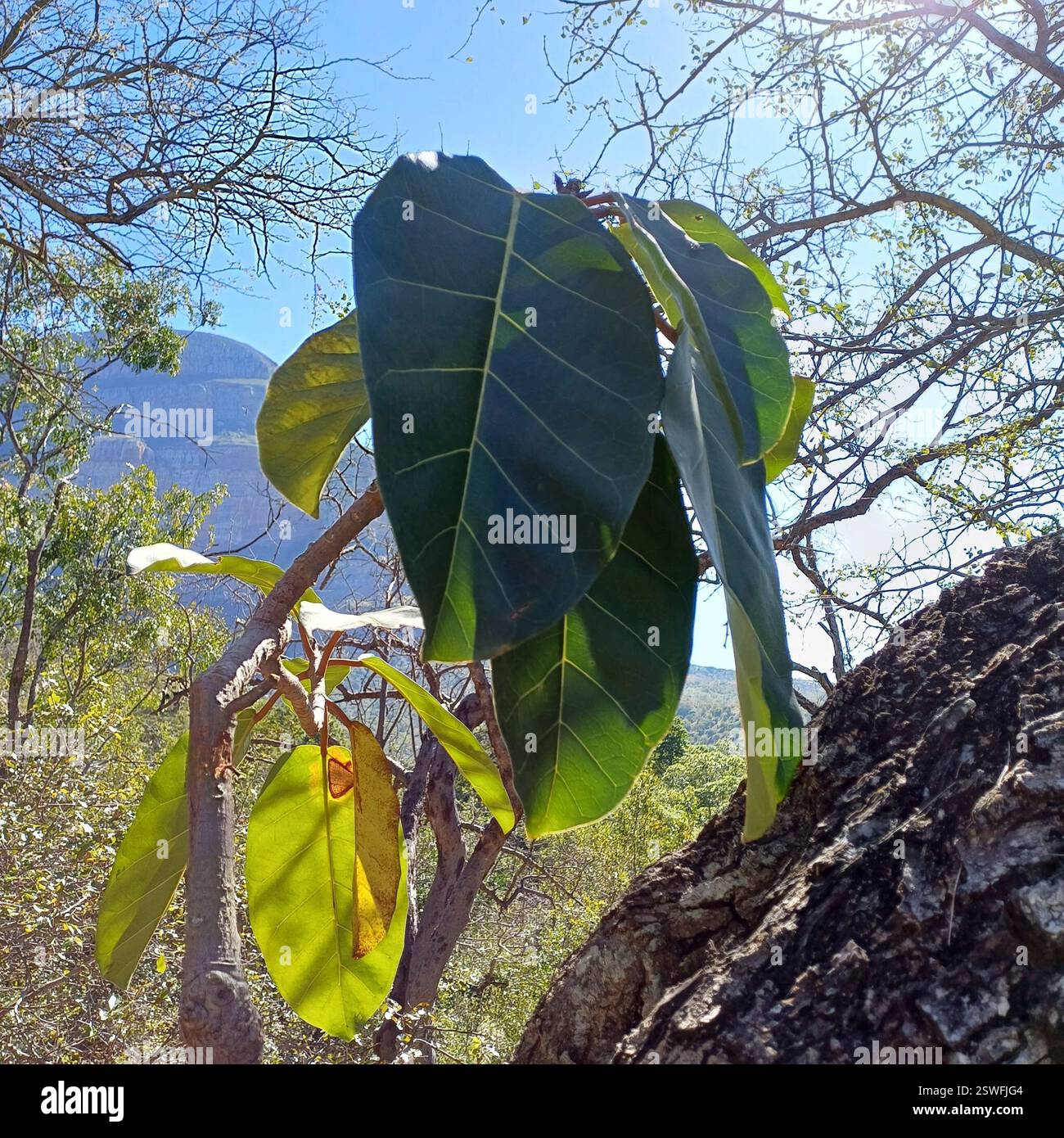 Ficus lutea immagini e fotografie stock ad alta risoluzione - Alamy