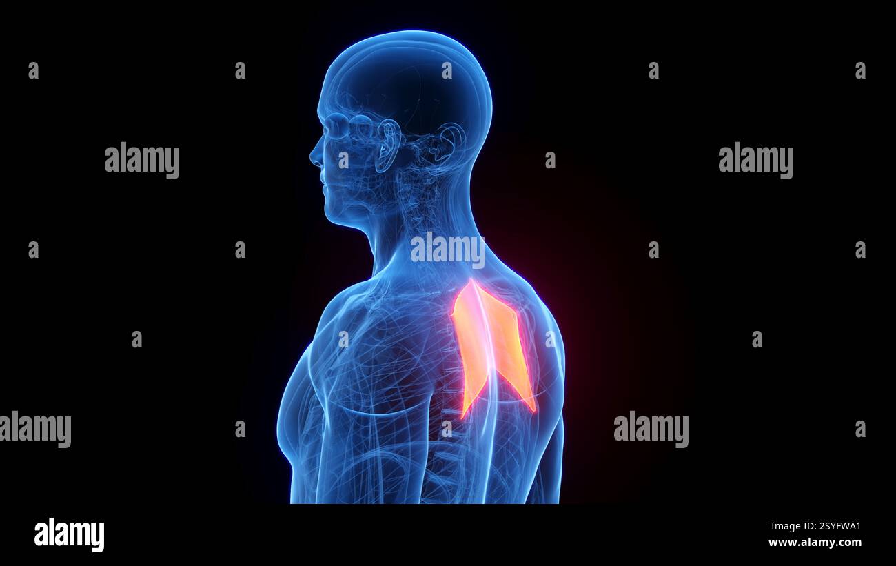 Anatomía de los músculos mayores romboides immagini e fotografie stock ...
