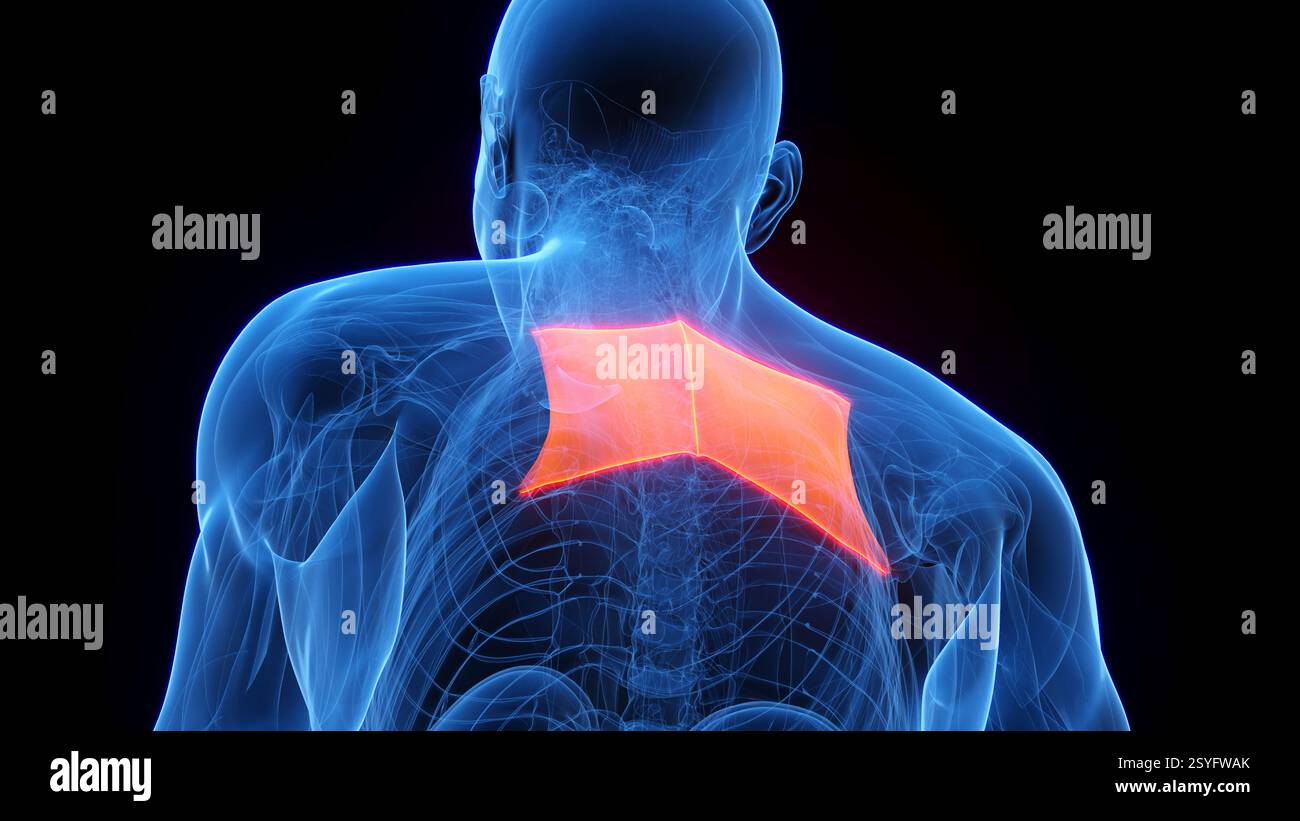 Anatomía de los músculos mayores romboides immagini e fotografie stock ...