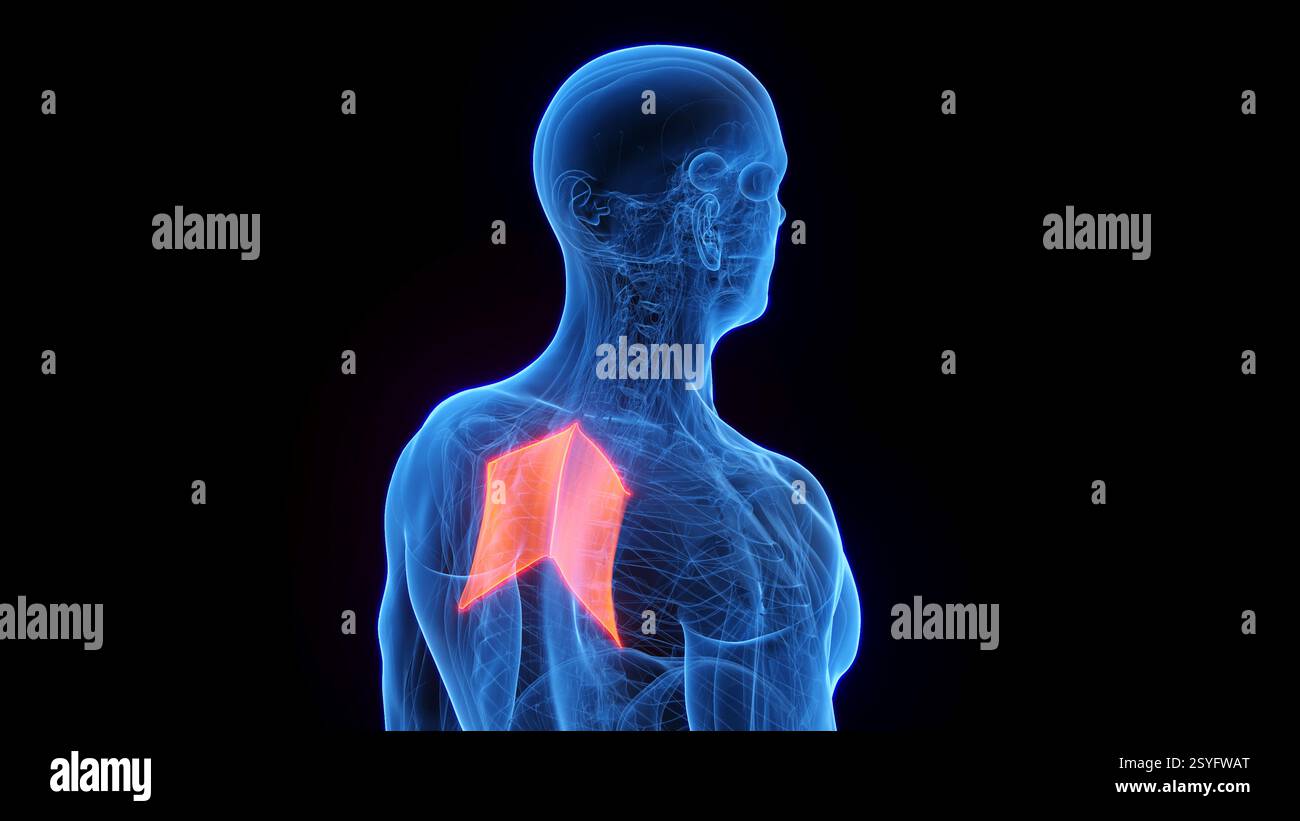 Anatomía de los músculos mayores romboides immagini e fotografie stock ...