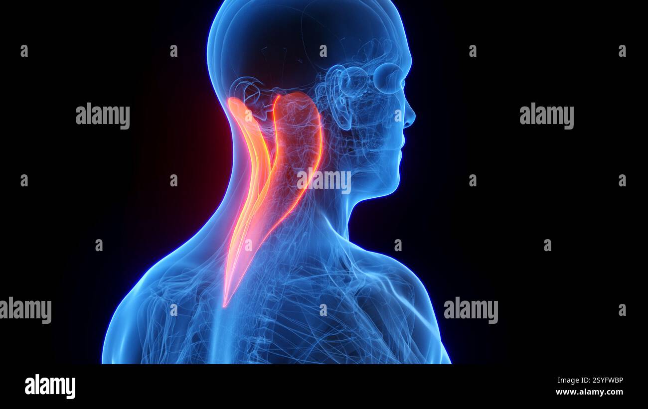 Splenius capitis immagini e fotografie stock ad alta risoluzione - Alamy