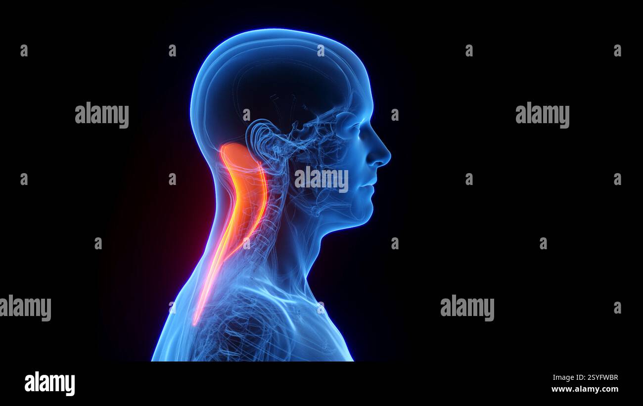 Splenius capitis immagini e fotografie stock ad alta risoluzione - Alamy