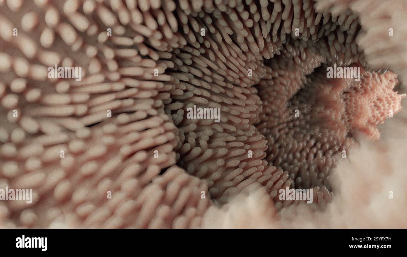 Microvilli intestinali immagini e fotografie stock ad alta risoluzione ...