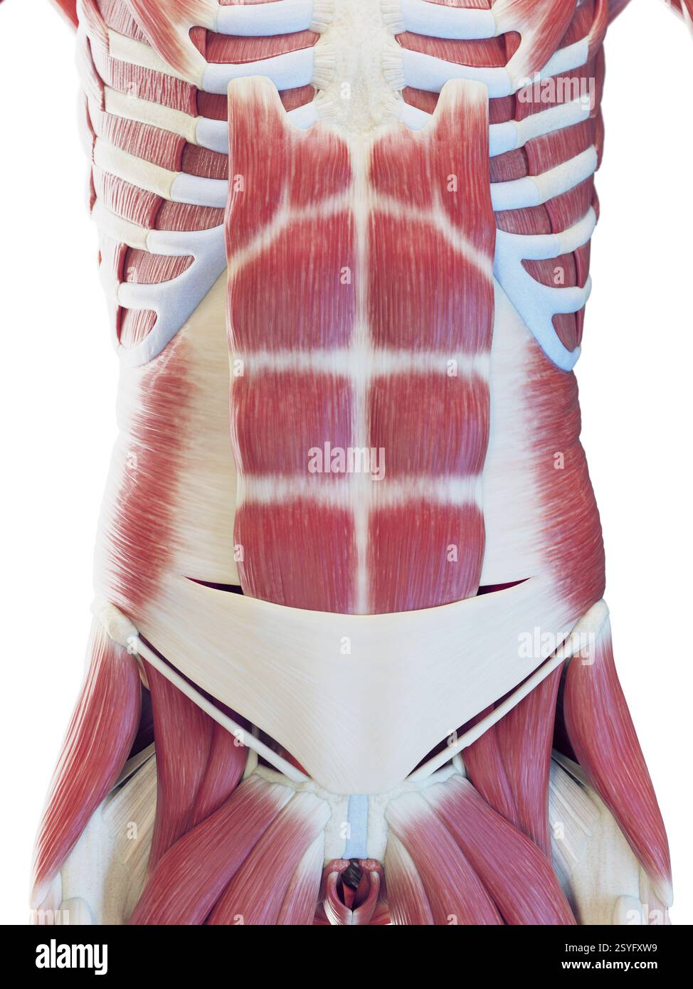 Obliqui addominali immagini e fotografie stock ad alta risoluzione - Alamy