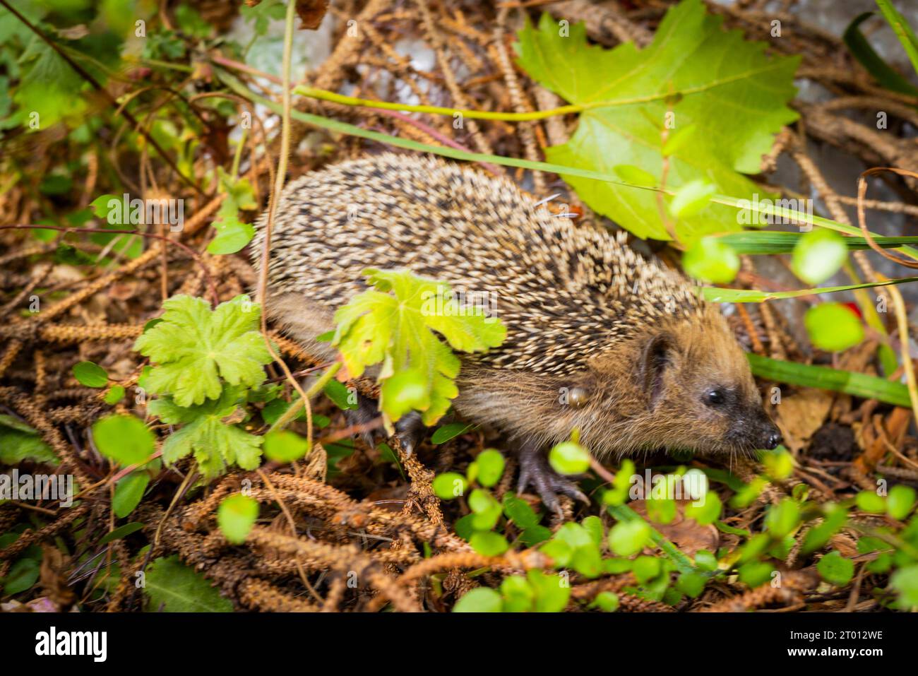 Jungigel Igel im Wohnumfeld von Menschen. Ein naturnaher Garten ist ein ...