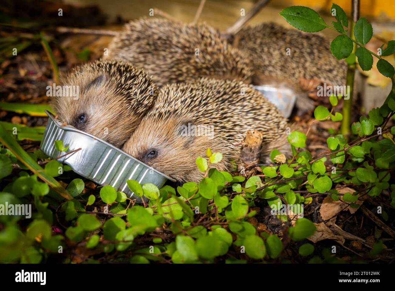 Jungigel Igel im Wohnumfeld von Menschen. Ein naturnaher Garten ist ein ...
