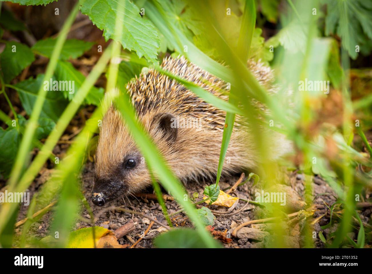 Jungigel Igel im Wohnumfeld von Menschen. Ein naturnaher Garten ist ein ...
