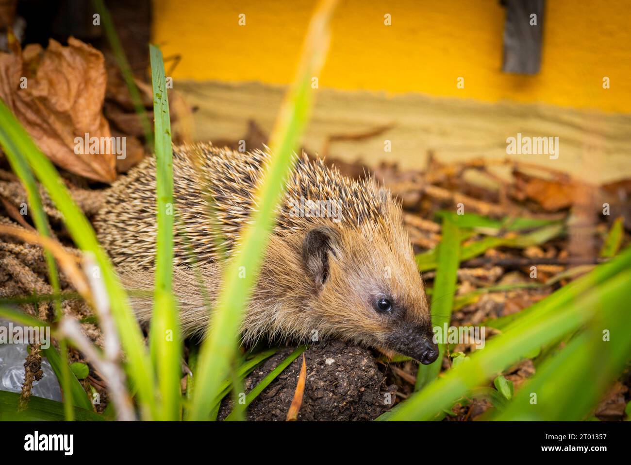 Jungigel Igel im Wohnumfeld von Menschen. Ein naturnaher Garten ist ein ...