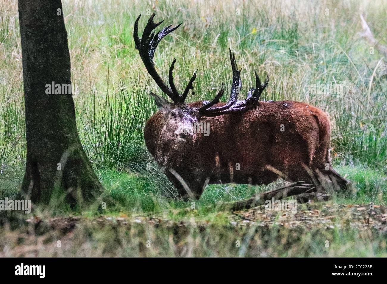 Dülmen, Germania. 3 ottobre 2023. Un grande cervo rosso maturo (Cervus ...