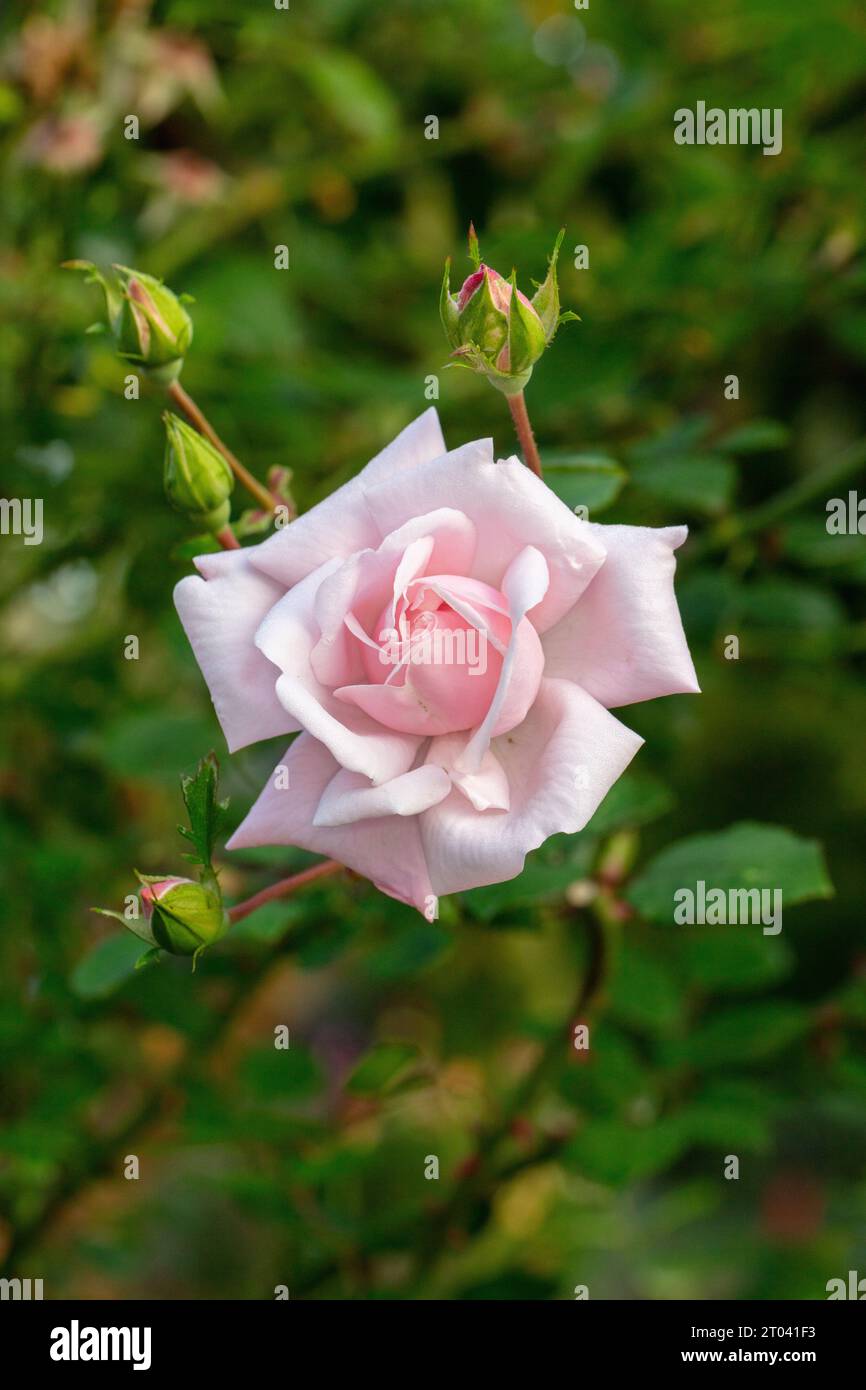 New dawn climbing rose immagini e fotografie stock ad alta risoluzione ...