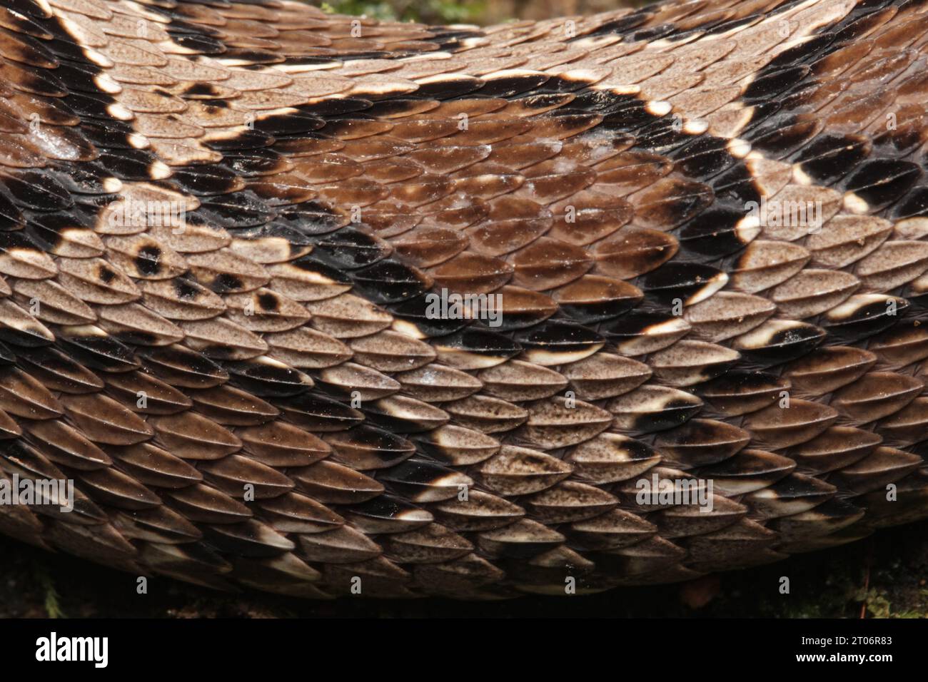 Russell's viper immagini e fotografie stock ad alta risoluzione - Alamy