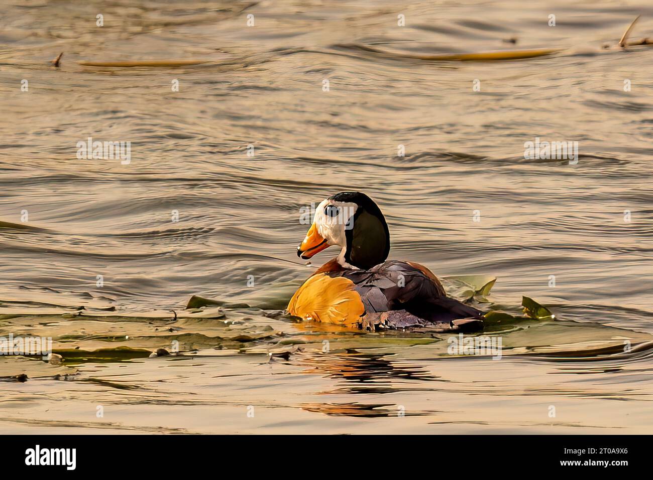 African pygmy goose immagini e fotografie stock ad alta risoluzione - Alamy