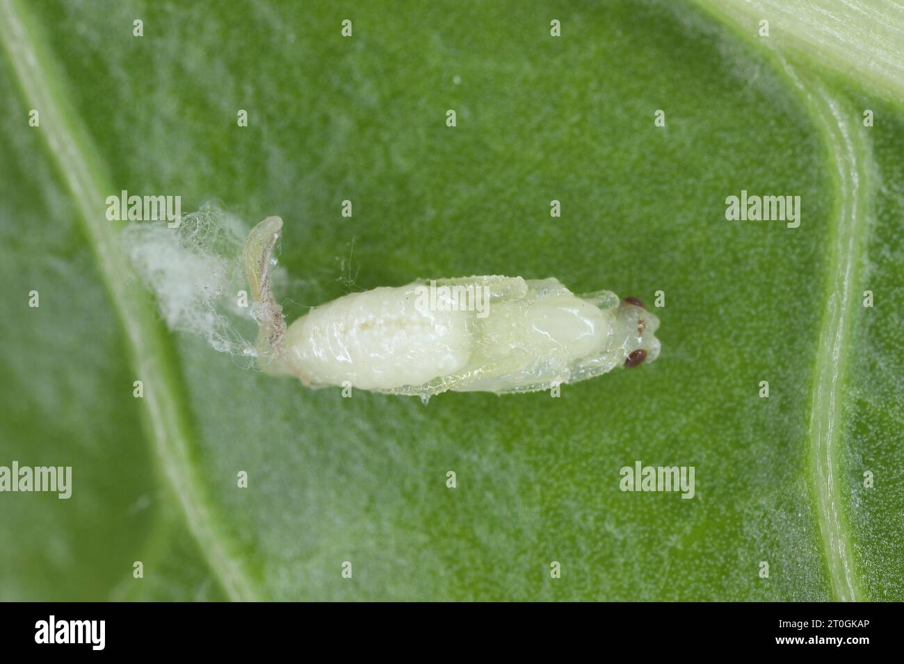 Vespa ichneumonid immagini e fotografie stock ad alta risoluzione - Alamy