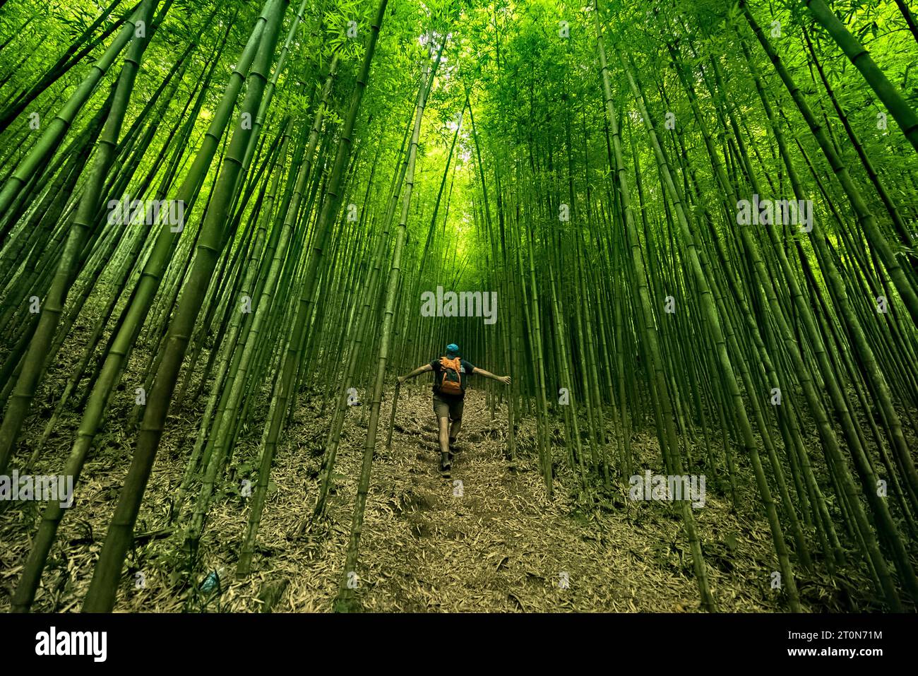 Rung truc mu cang chai immagini e fotografie stock ad alta risoluzione ...