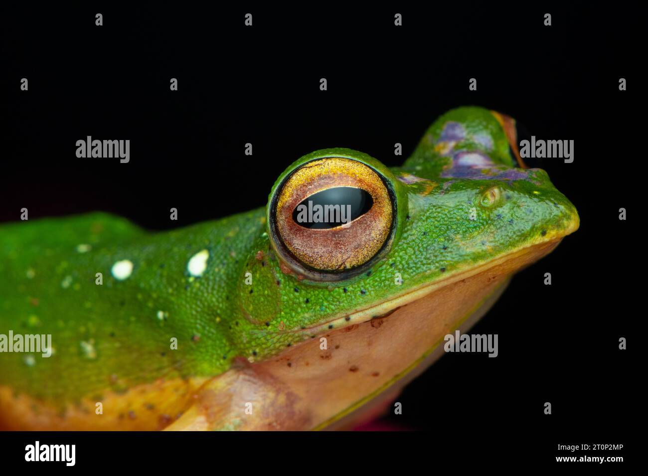 Rana volante di malabar immagini e fotografie stock ad alta risoluzione ...
