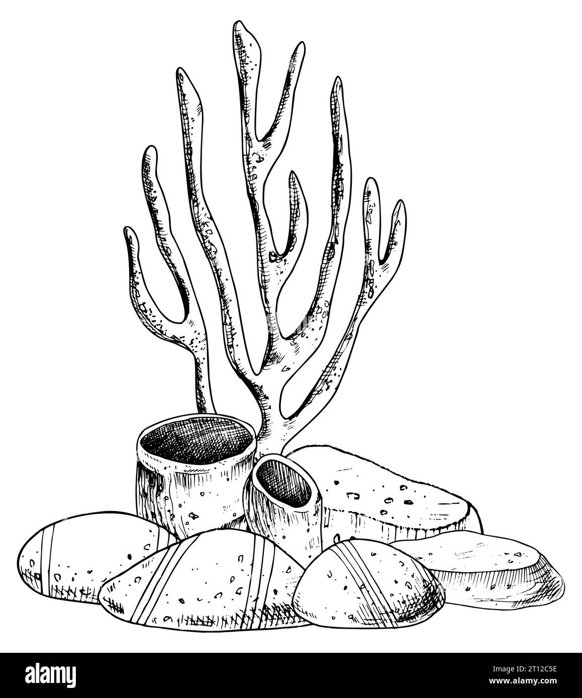 Fondale Marino Clipart In Bianco E Nero