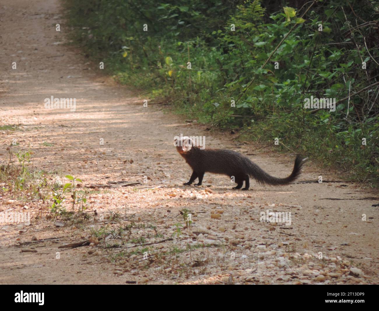 Mangusta dello sri lanka immagini e fotografie stock ad alta ...