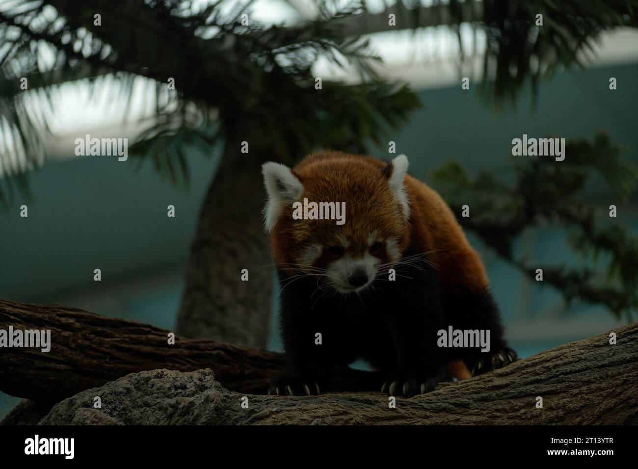 Panda Rosso che guarda la macchina fotografica nella base di ricerca di ...