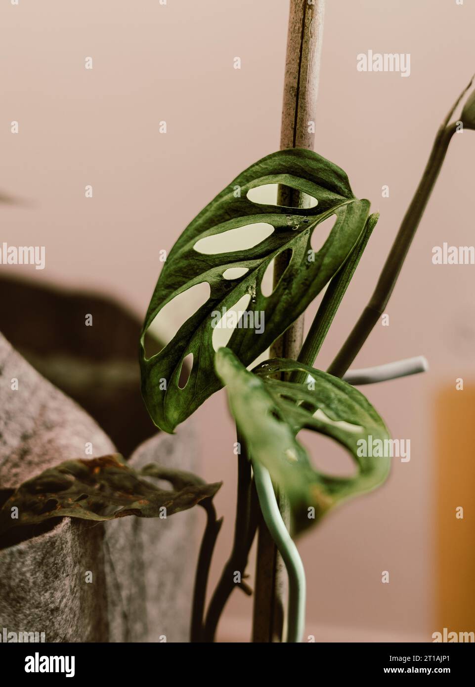 Monstera esqueleto immagini e fotografie stock ad alta risoluzione - Alamy