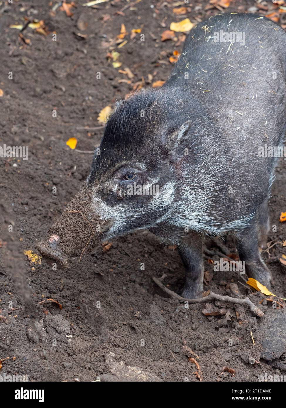 Visayan warty pig immagini e fotografie stock ad alta risoluzione - Alamy