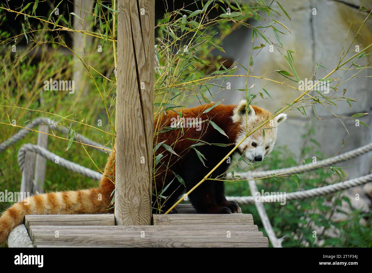 Zoo panda enclosure immagini e fotografie stock ad alta risoluzione - Alamy