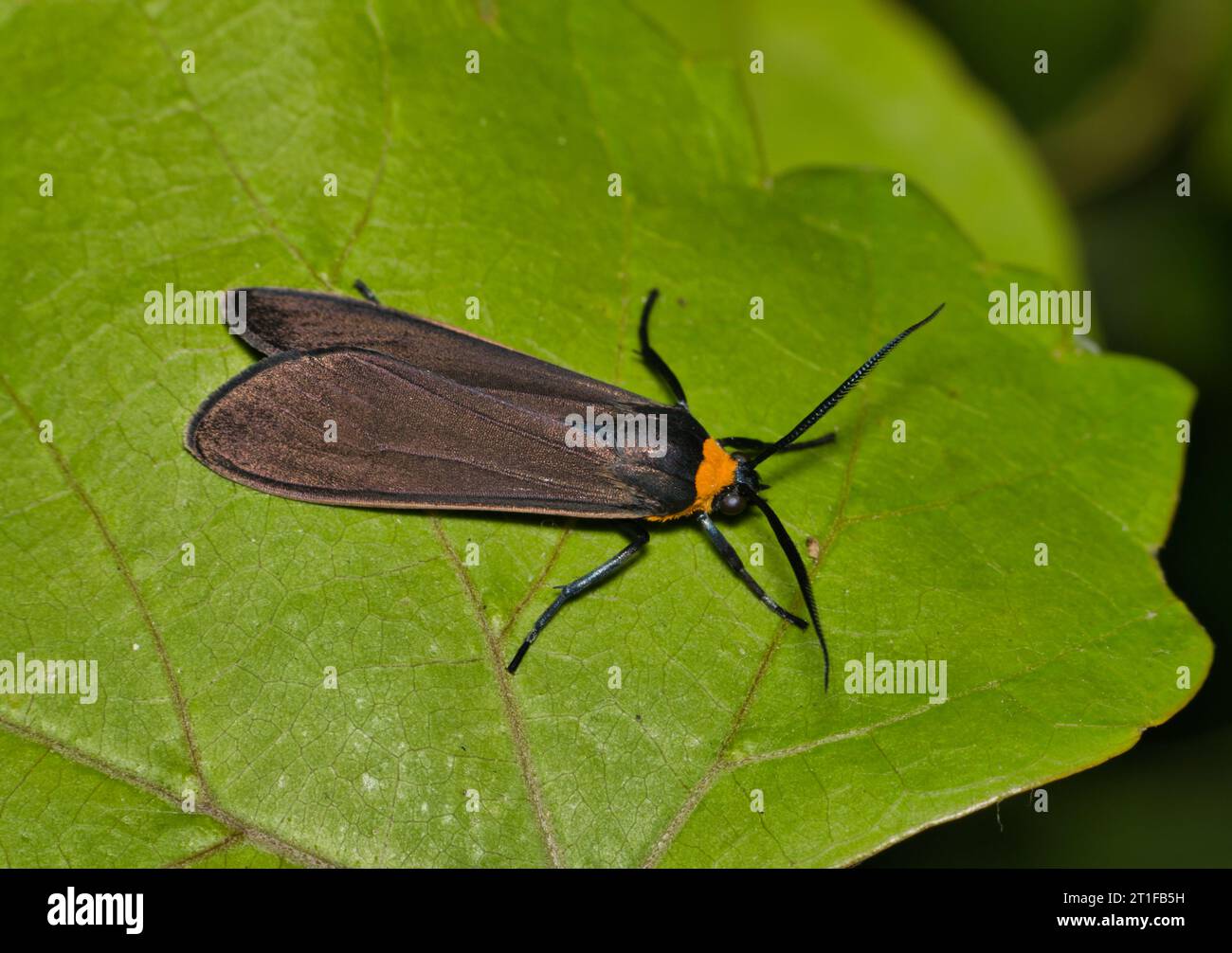 Cisseps fulvicollis immagini e fotografie stock ad alta risoluzione - Alamy