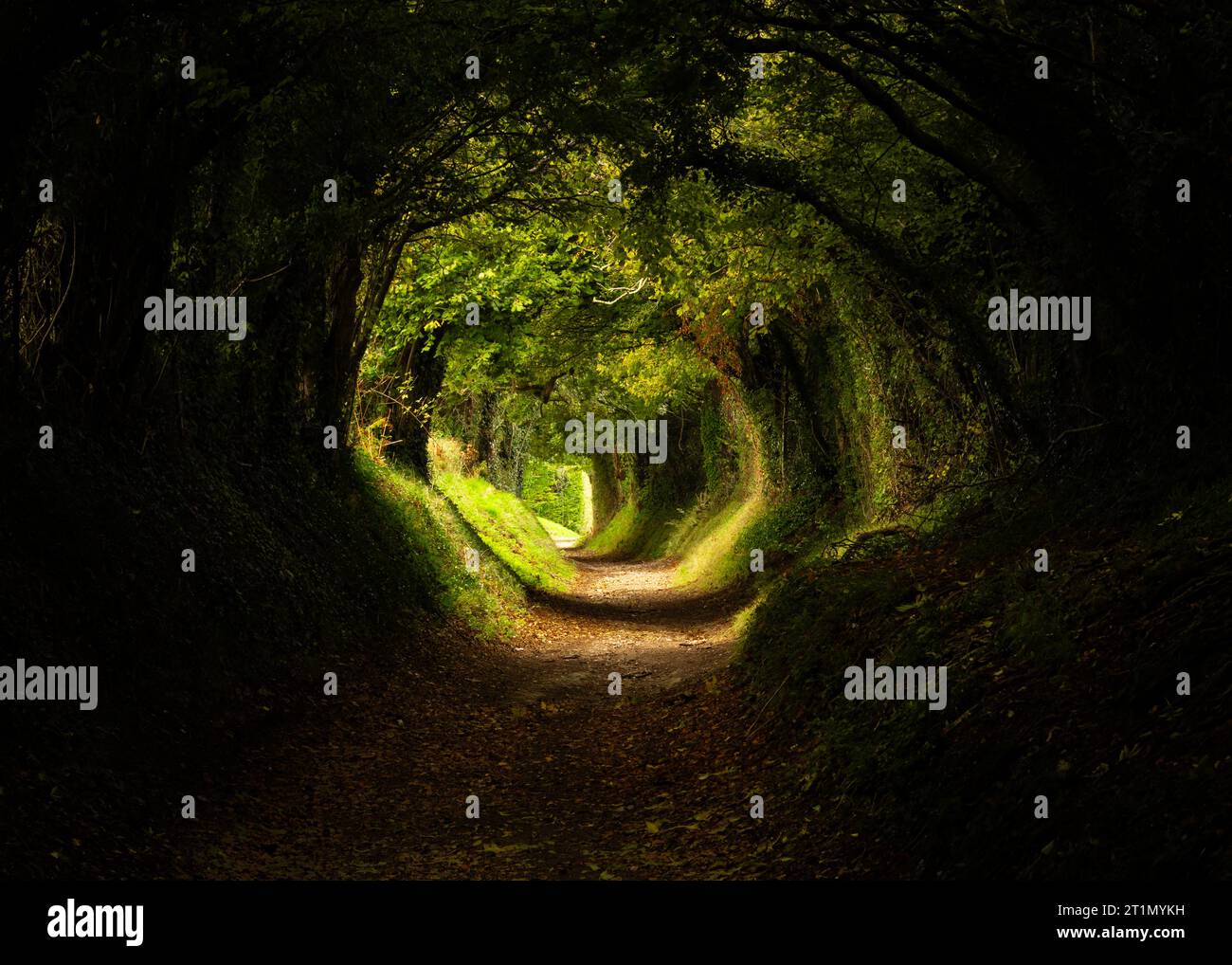 Tunnel dell'albero di halnaker immagini e fotografie stock ad alta ...