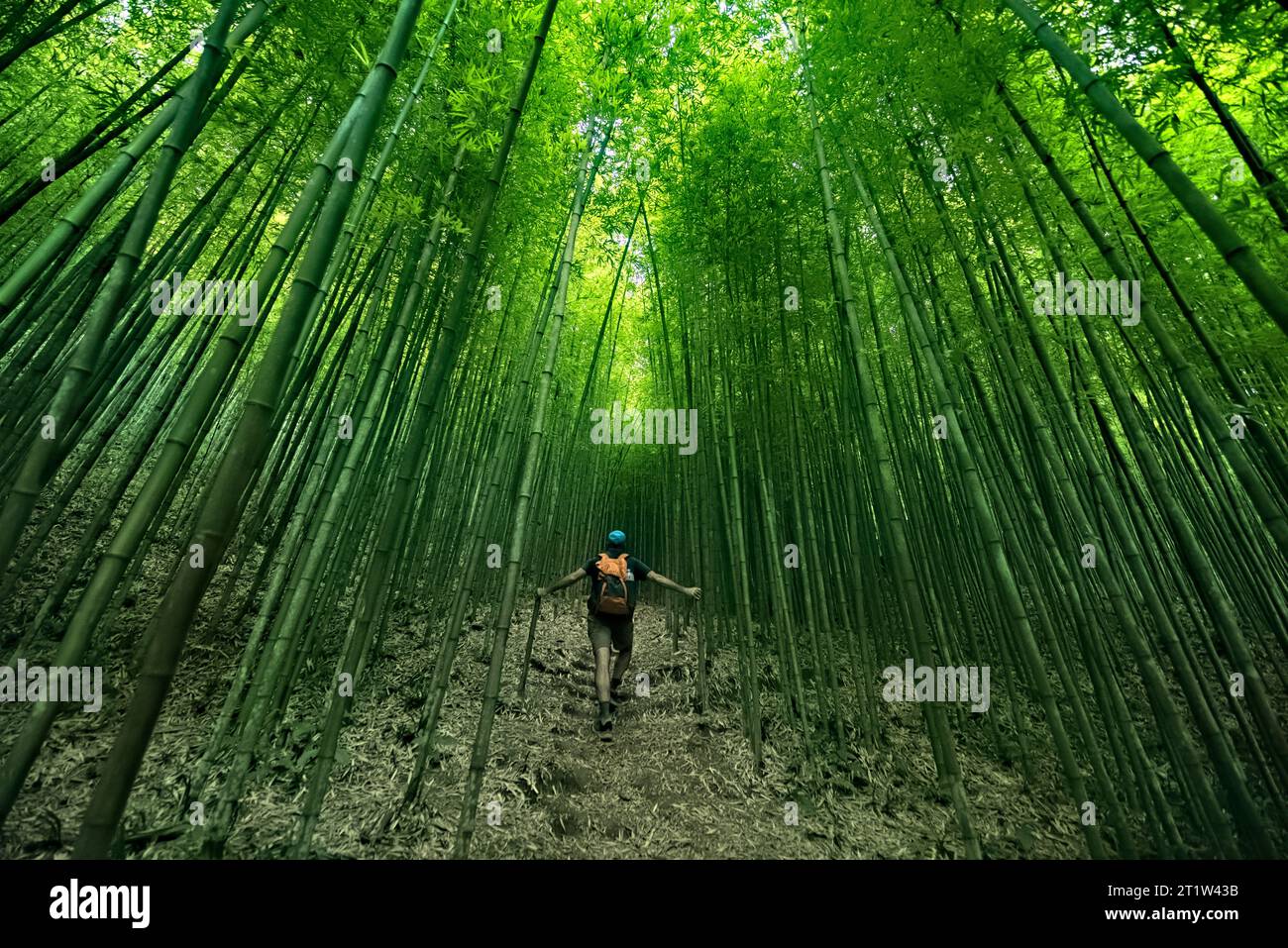 Rung truc mu cang chai immagini e fotografie stock ad alta risoluzione ...