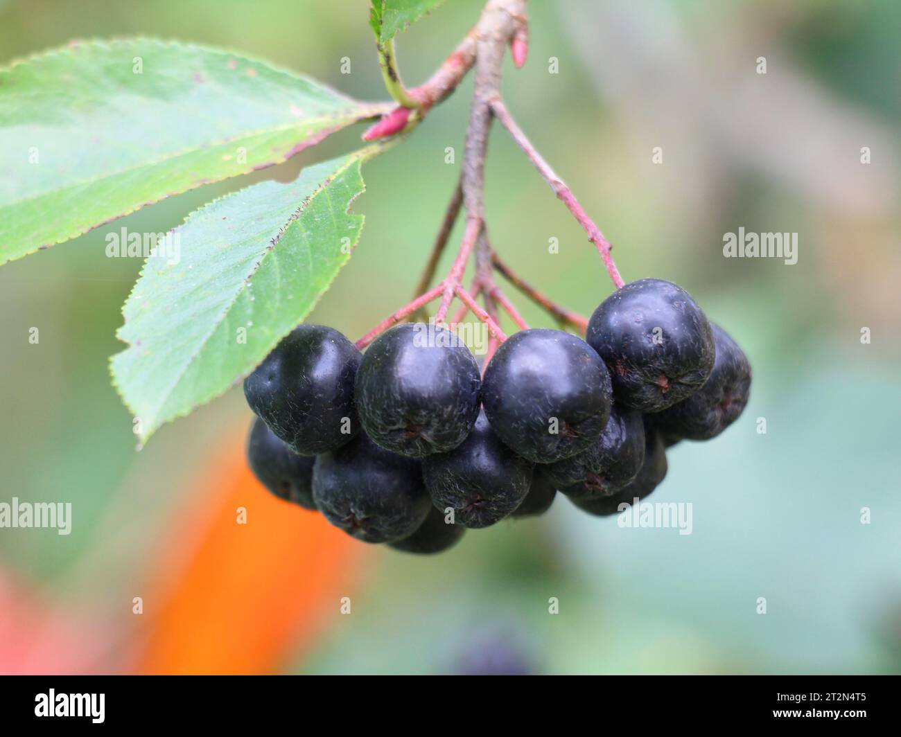 Aronia melanocarpa black chokeberry fruit food fruits immagini e fotografie stock ad alta ...
