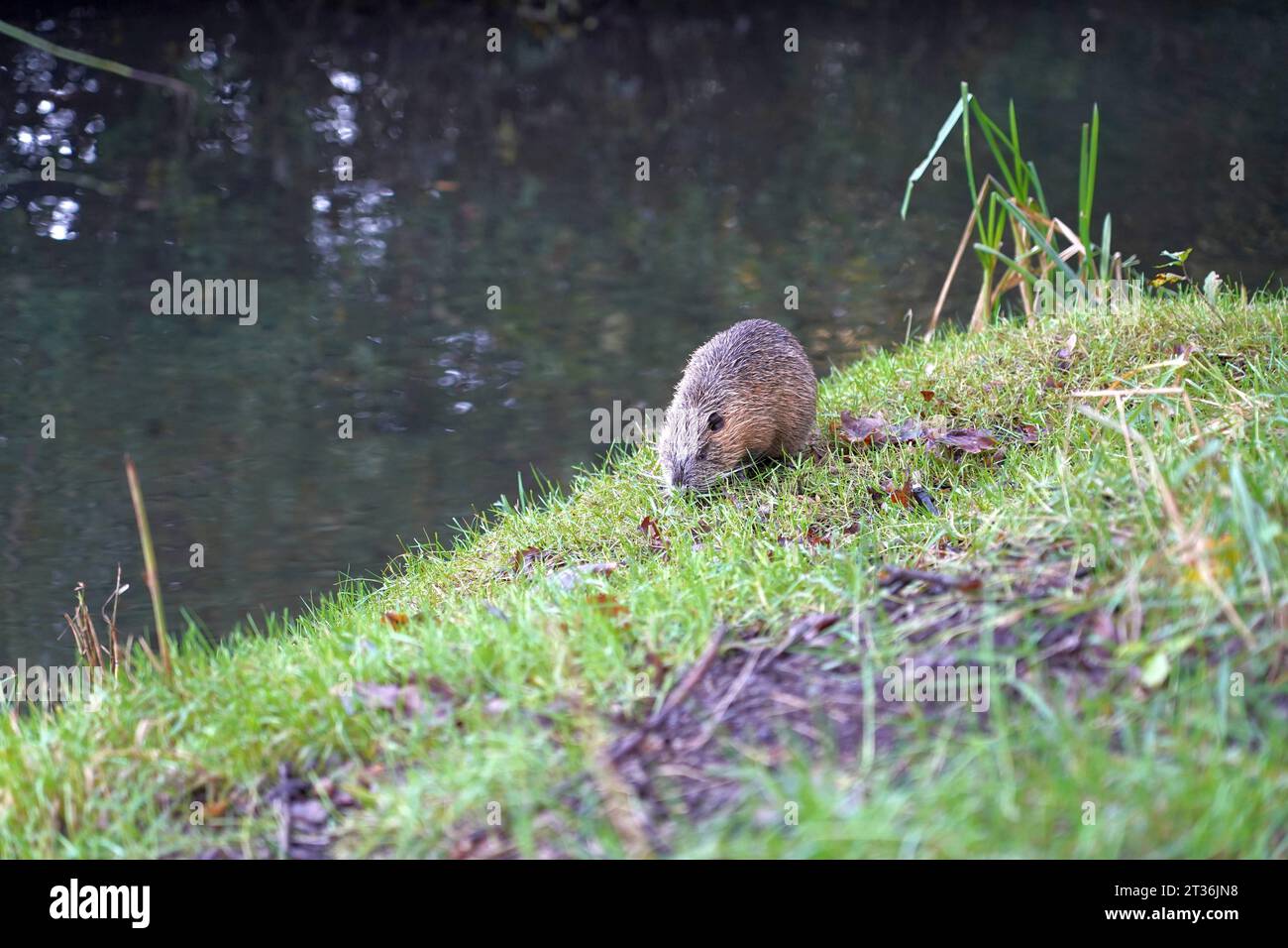 Die aus Südamerika stammende Nagetierart nutria Myocastor coypus, auch ...