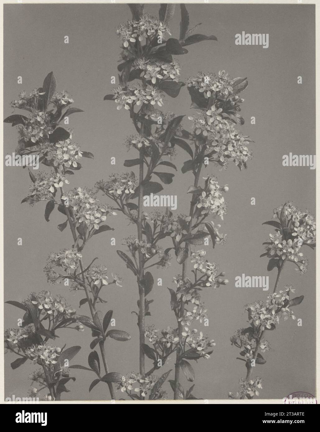 Pyrus arbutifolia immagini e fotografie stock ad alta risoluzione - Alamy