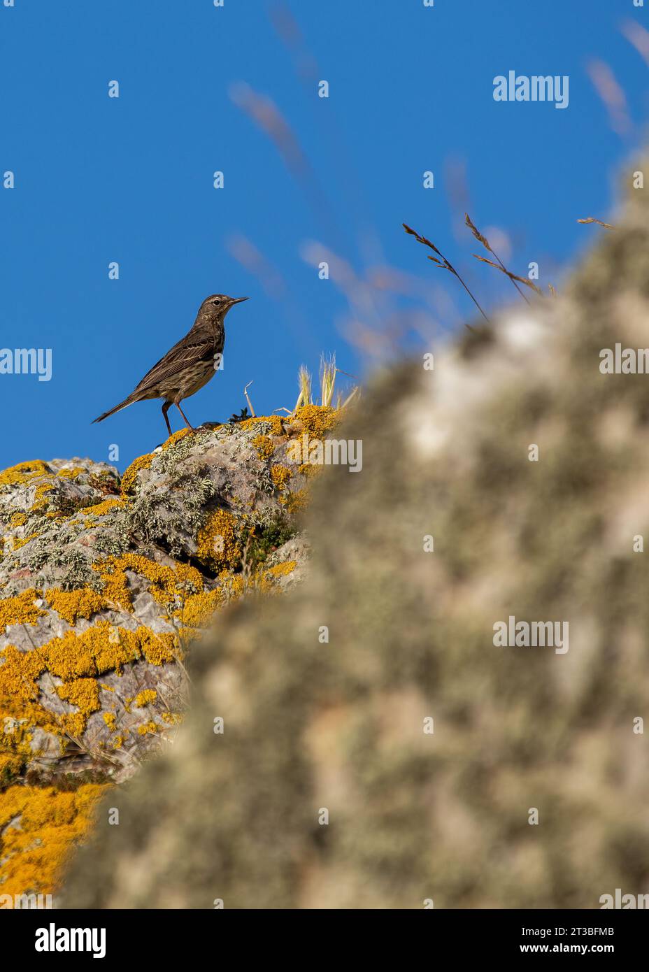 Alte coste rocciose immagini e fotografie stock ad alta risoluzione - Alamy