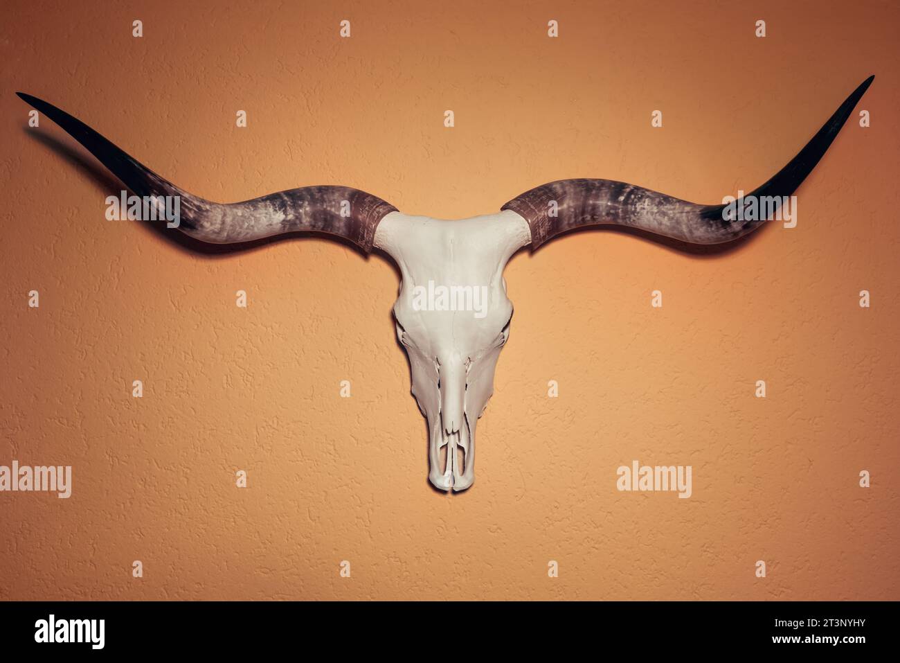 Teschio di bue immagini e fotografie stock ad alta risoluzione - Alamy