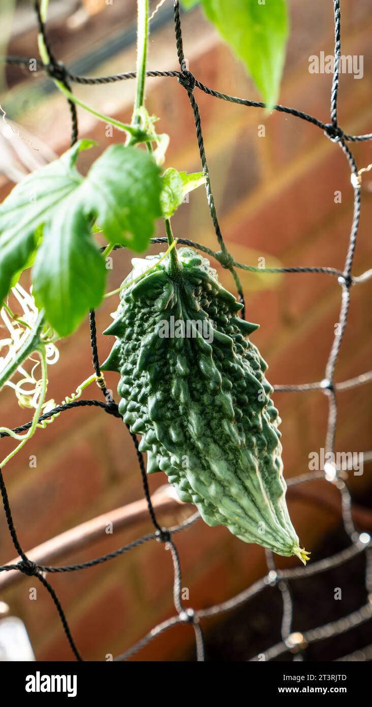 Frutta commestibile nella famiglia delle zucche immagini e fotografie ...
