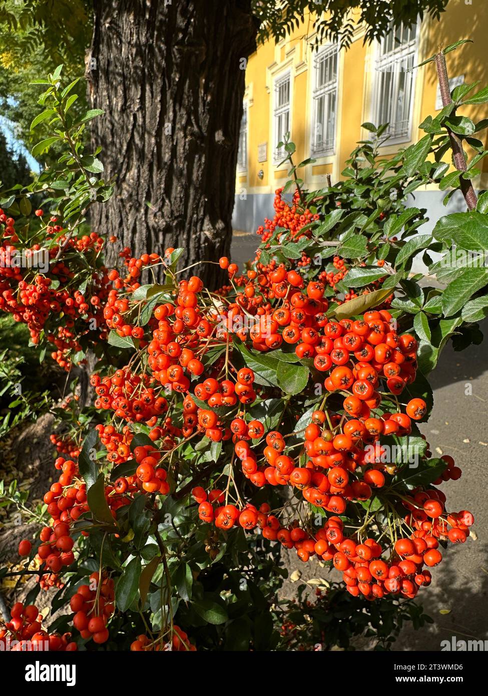 Bacche nel cespuglio immagini e fotografie stock ad alta risoluzione ...