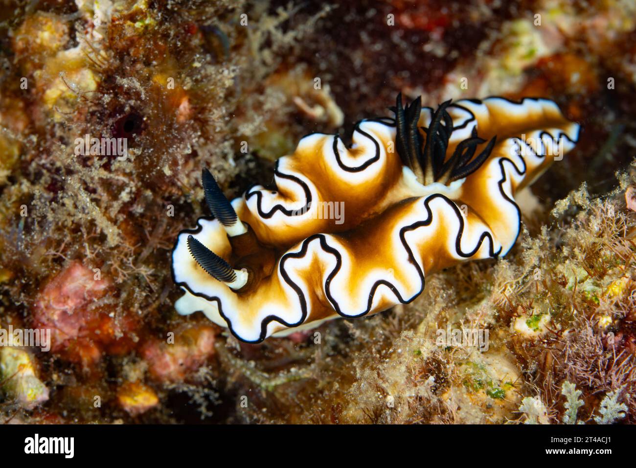 Un nudibranco colorato, Glossodoris atromarginata, strisciava ...