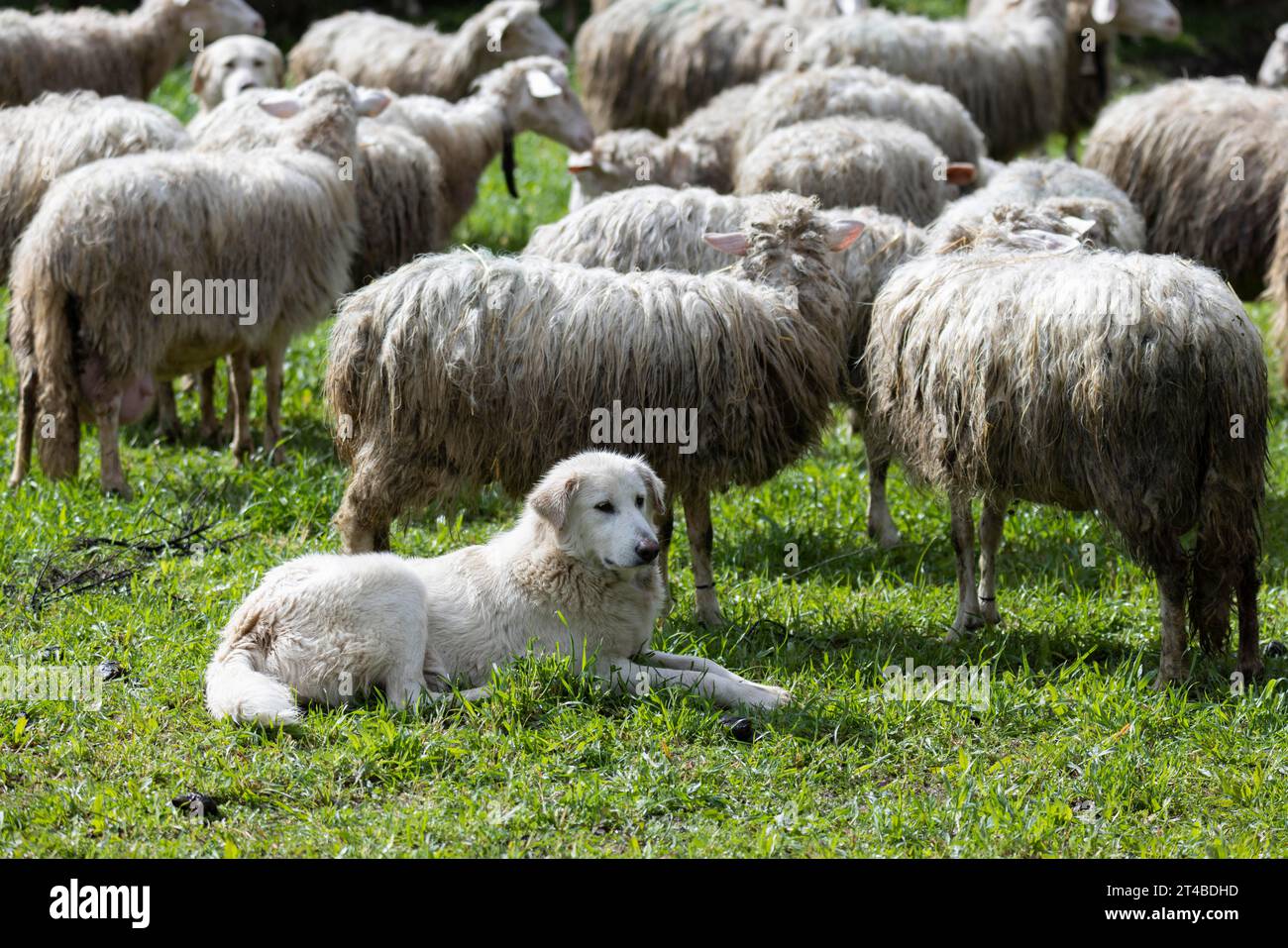 Cane da allevamento, cane da pastore di razza maremmano su un pascolo ...