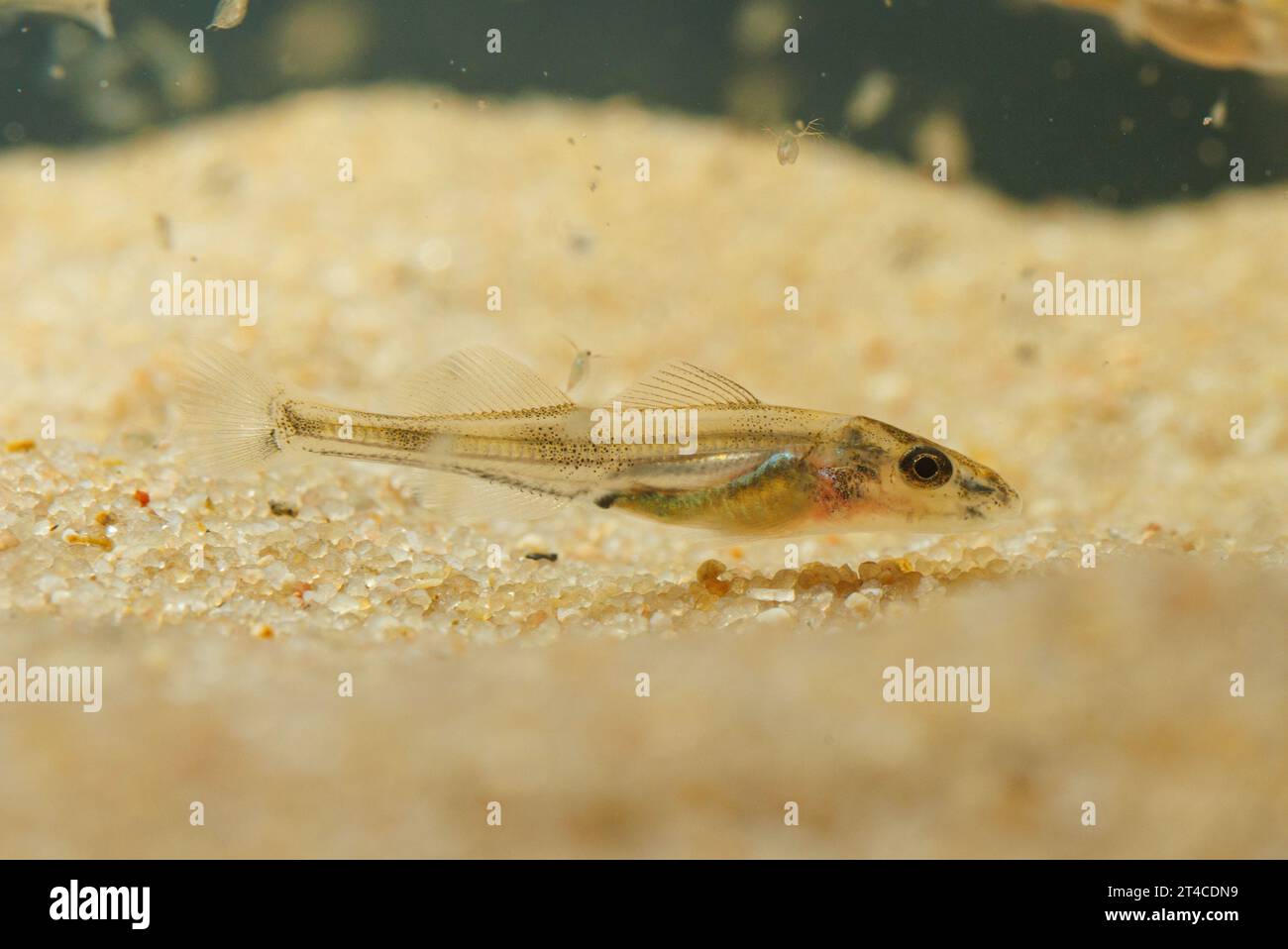 Settimana di nuoto immagini e fotografie stock ad alta risoluzione - Alamy