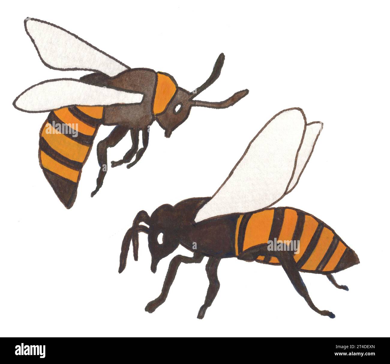 Disegno delle api immagini e fotografie stock ad alta risoluzione - Alamy