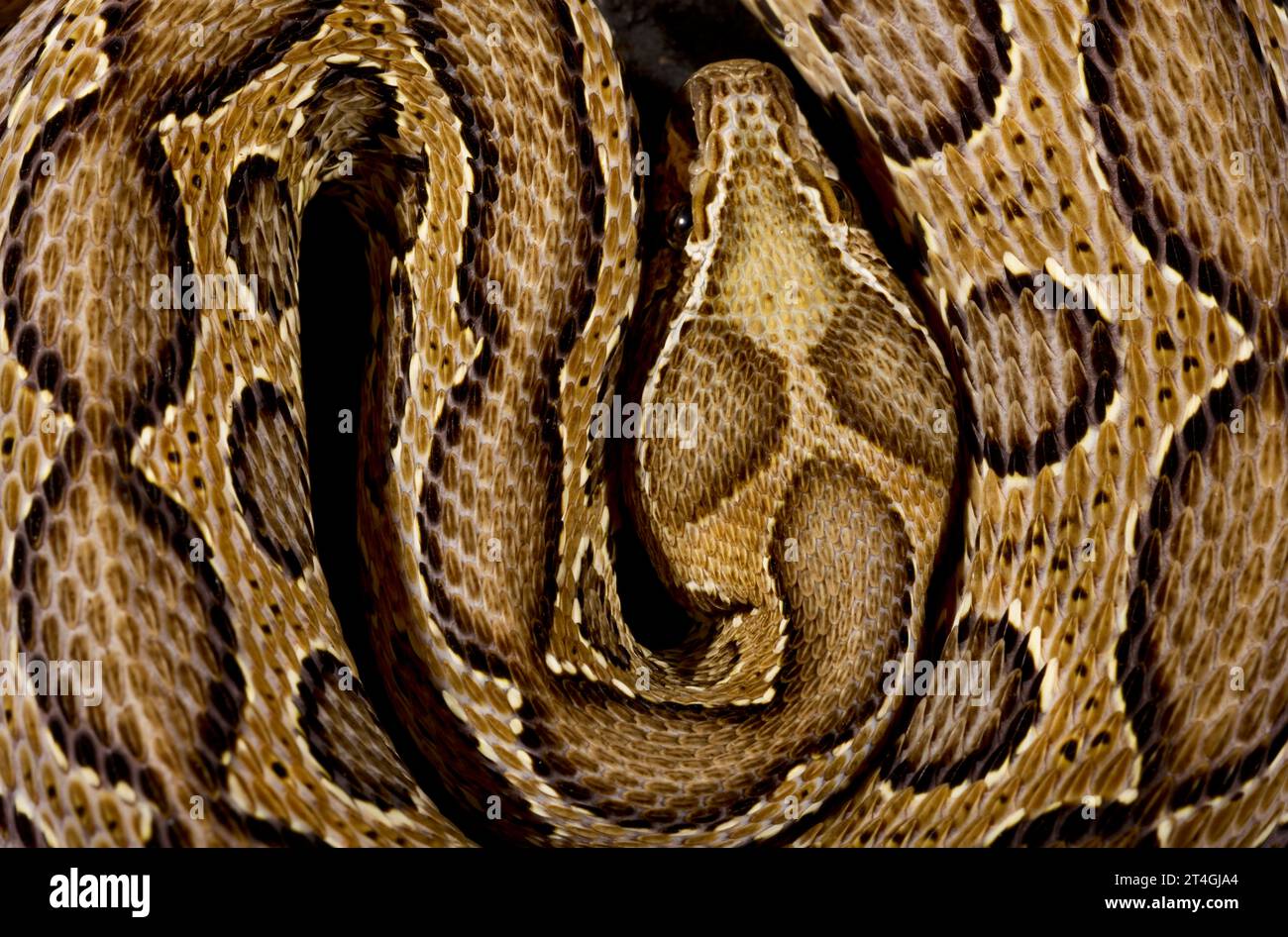 Russells viper snake immagini e fotografie stock ad alta risoluzione ...
