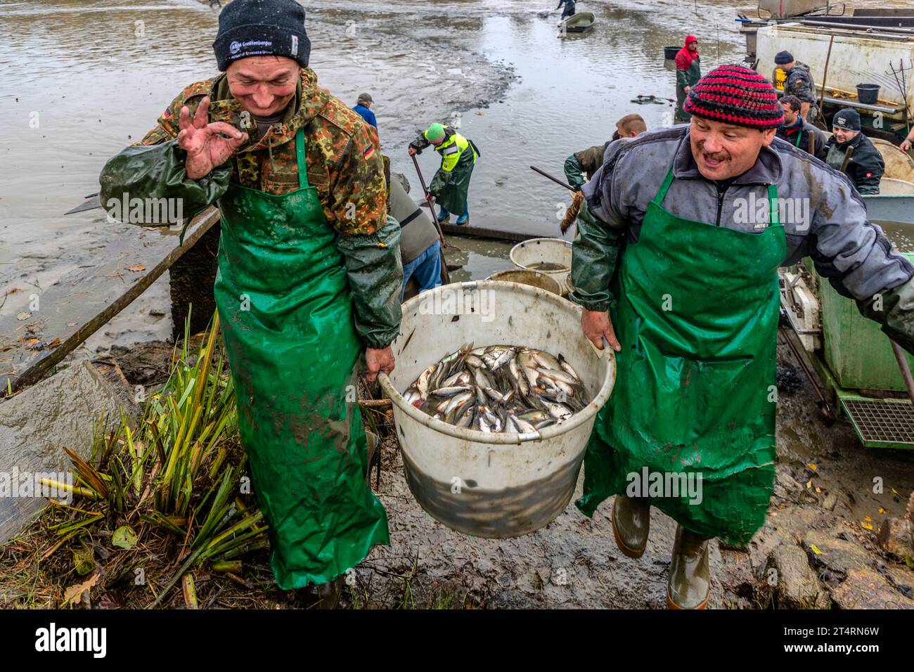 Pesca in uno stagno di carpe. I pesci commestibili, come la carpa e lo ...
