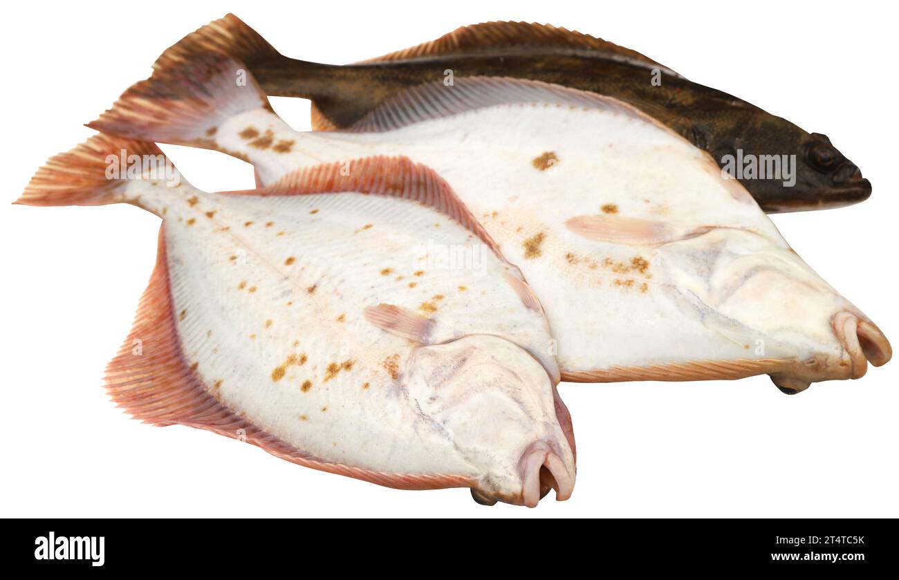 Pesce della passera di mare isolato immagini e fotografie stock ad alta ...