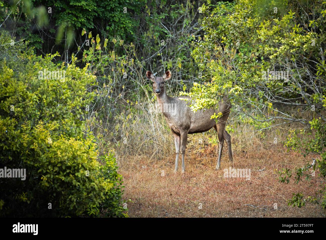 Cervo asiatico immagini e fotografie stock ad alta risoluzione - Alamy