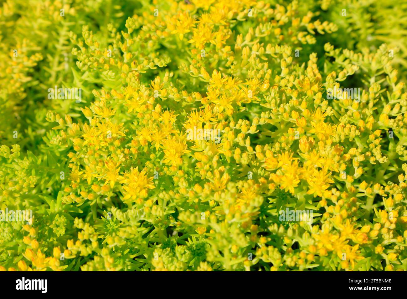 Sedum lineare immagini e fotografie stock ad alta risoluzione - Alamy