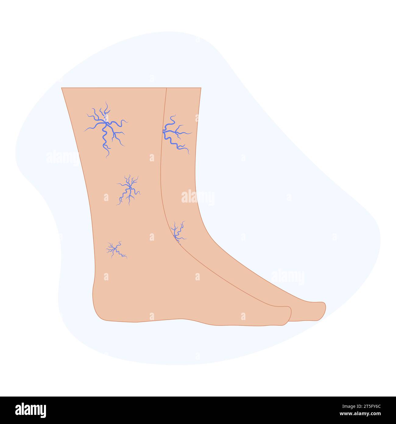 Circolo venoso gambe Immagini Vettoriali Stock - Alamy