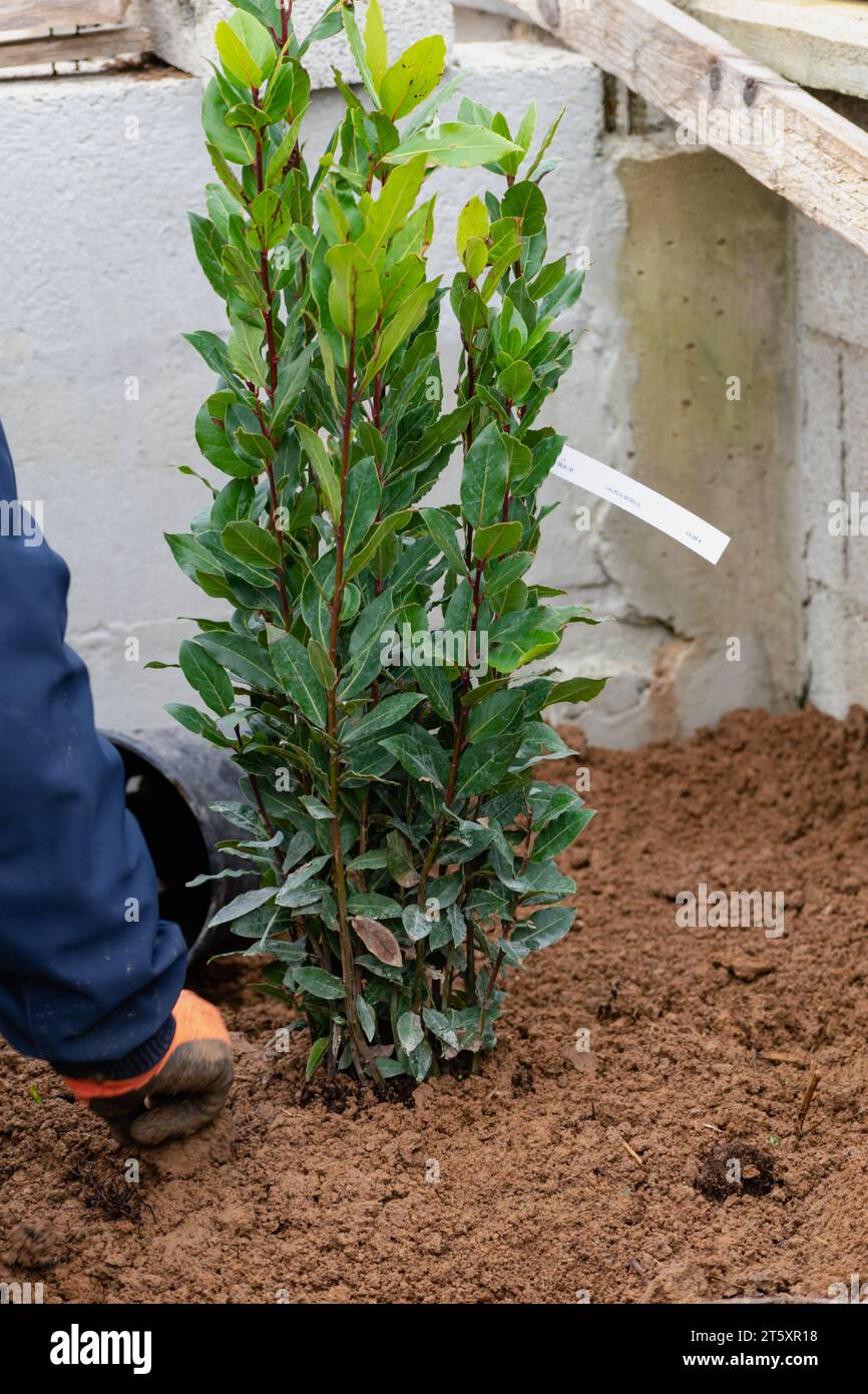 Young laurel plant immagini e fotografie stock ad alta risoluzione - Alamy