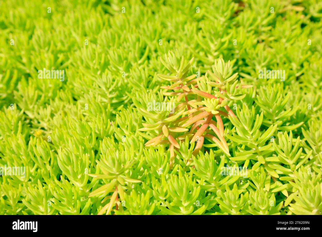 Sedum lineare immagini e fotografie stock ad alta risoluzione - Alamy